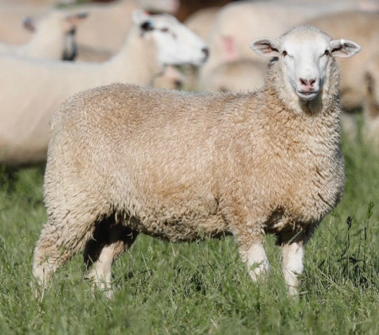A commercial White Suffolk cross lamb. - Sheep Central