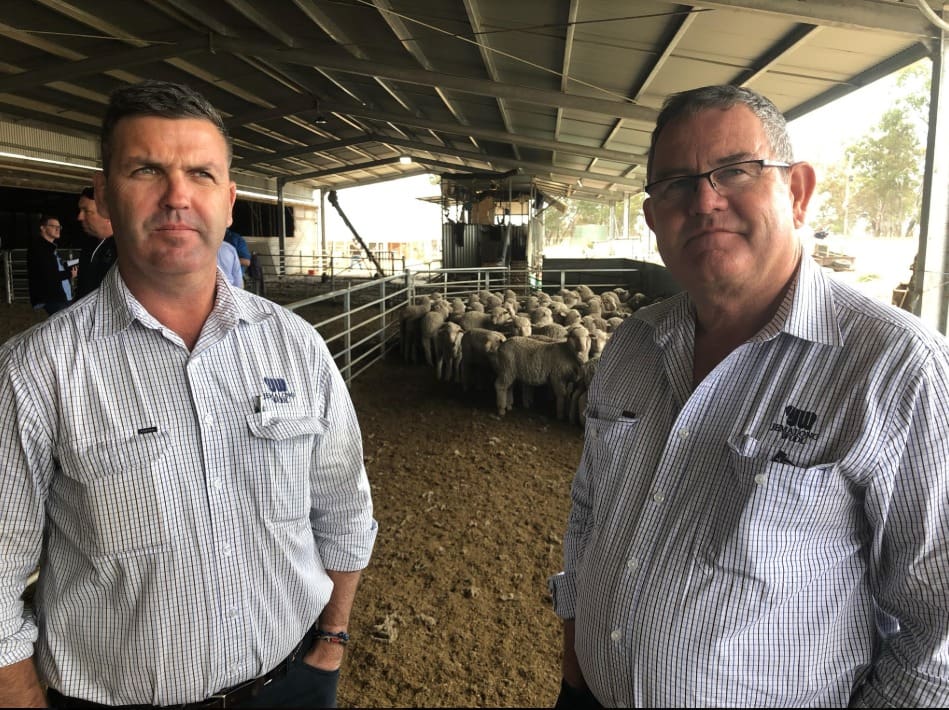 Wool growers and brokers preview new sheep breech 'steining' process ...