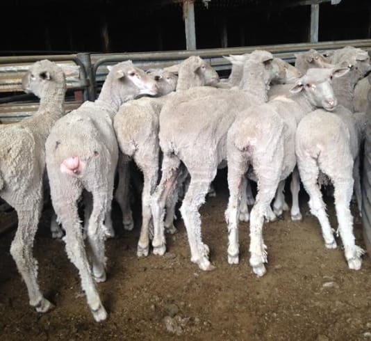 Wool growers and brokers preview new sheep breech 'steining' process ...