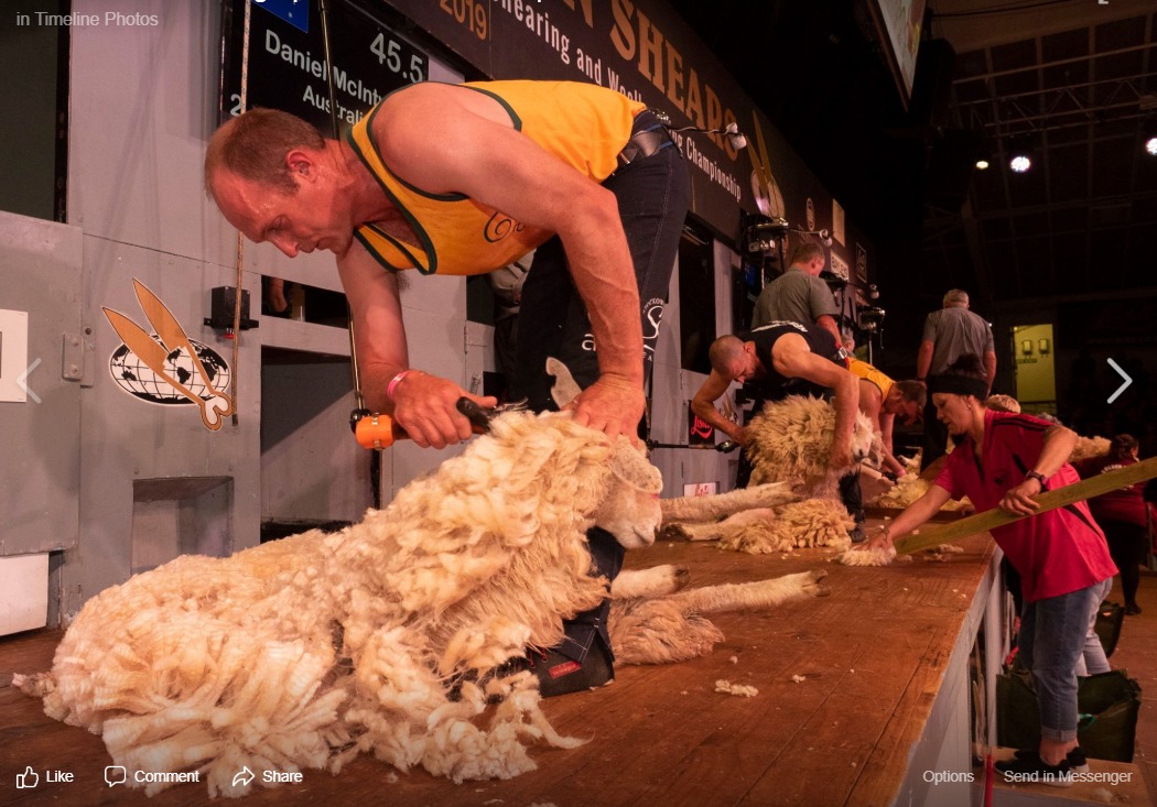 Australian shearers take out trans-Tasman test at 2019 Golden Shears ...