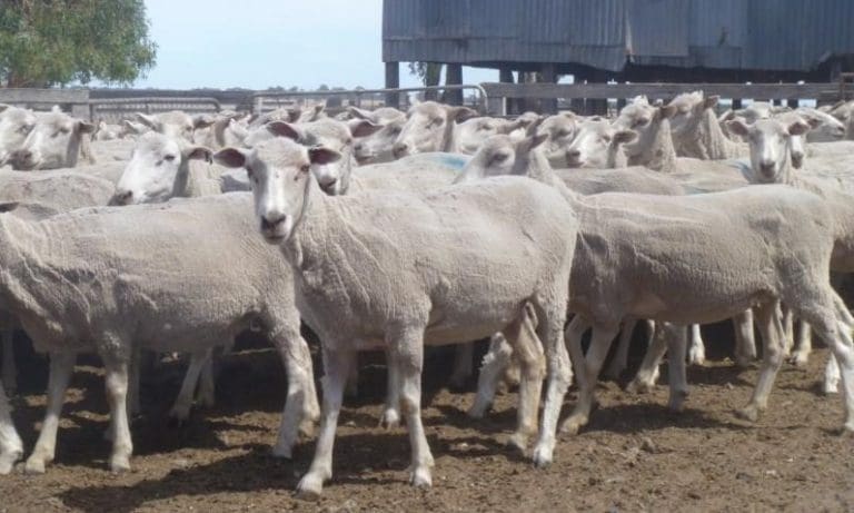 Scanned in-lamb ewes and selected dry ewes meet strongest online demand ...
