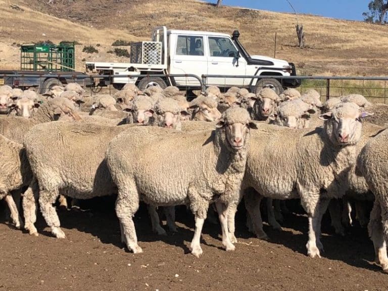 VIC sheep producers now required to use pain relief when mulesing ...