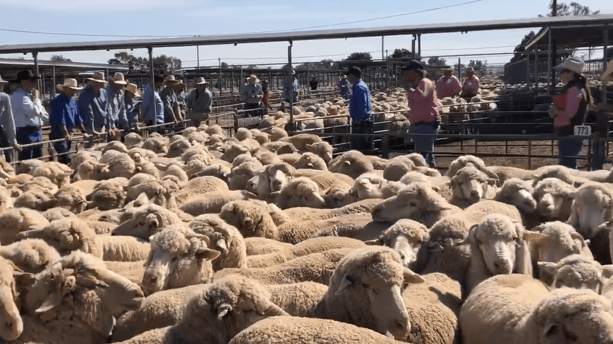 Mutton sheep prices hit 660c/kg-plus, Wagga Wagga first cross ewes to ...