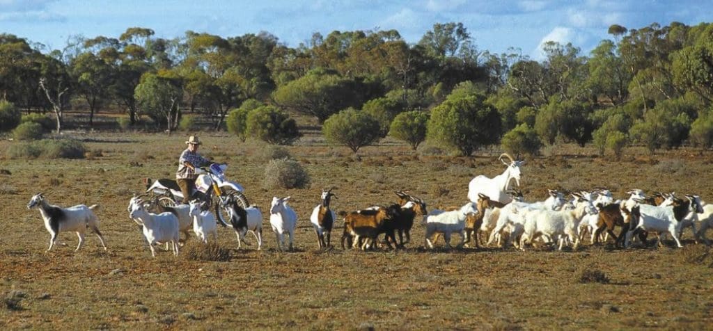 First national goat meat operation benchmarking offer needs you - Sheep ...