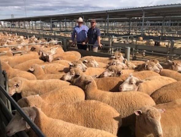 Saleyard trade and heavy lamb prices continue to climb - Sheep Central