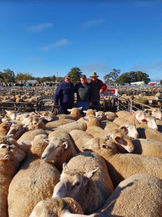 Corowa saleyards sets a new national lamb price record of $350 - Sheep ...
