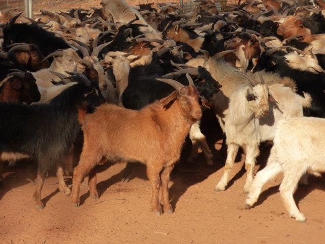 Call for rangeland goat producers to retain young does for breeding ...