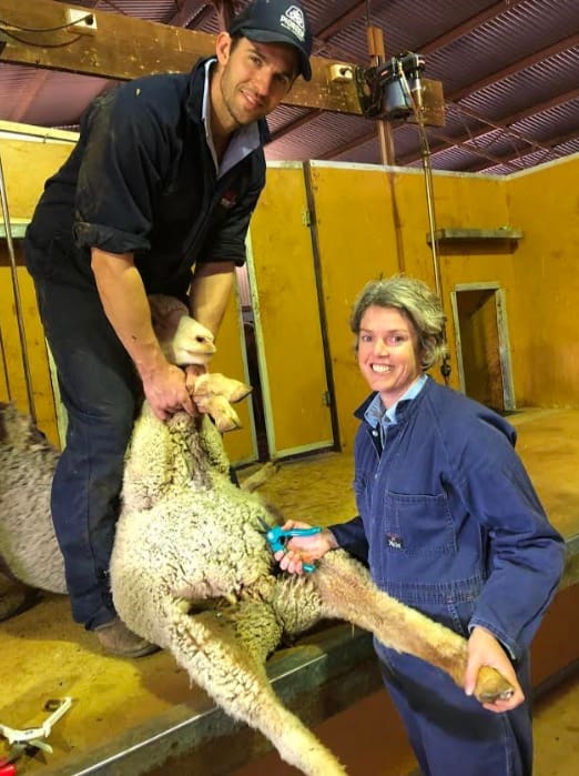 Restocking paperwork reminder for western NSW sheep producers - Sheep ...