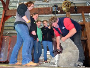 Growing NSW shearing school gets hands-on with politicians - Sheep Central