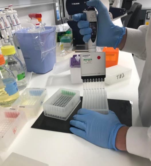 New sheep genomics product planned by Australian DNA test lab - Sheep ...