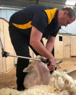 Australian and New Zealand shearing training bodies sign MOU - Sheep ...