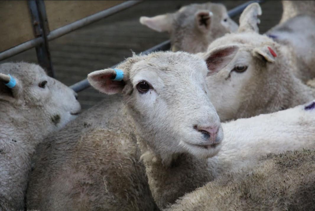 NZ researchers are developing a sheep facial recognition system - Sheep ...