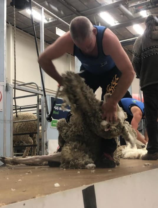 WA shearer Damien Boyle shows Kiwis how to shear Merinos..again - Sheep ...