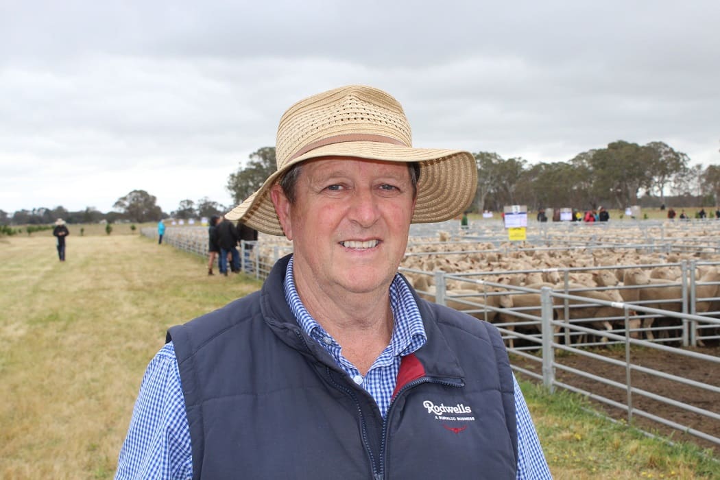 Rodwell Edenhope sale sets Victorian first cross ewe record - Sheep Central