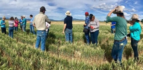 Agricultural education image - Sheep Central
