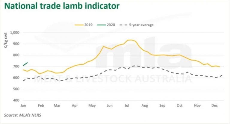 Lamb prices lift before Australia Day on quality, rain and hope - Sheep ...