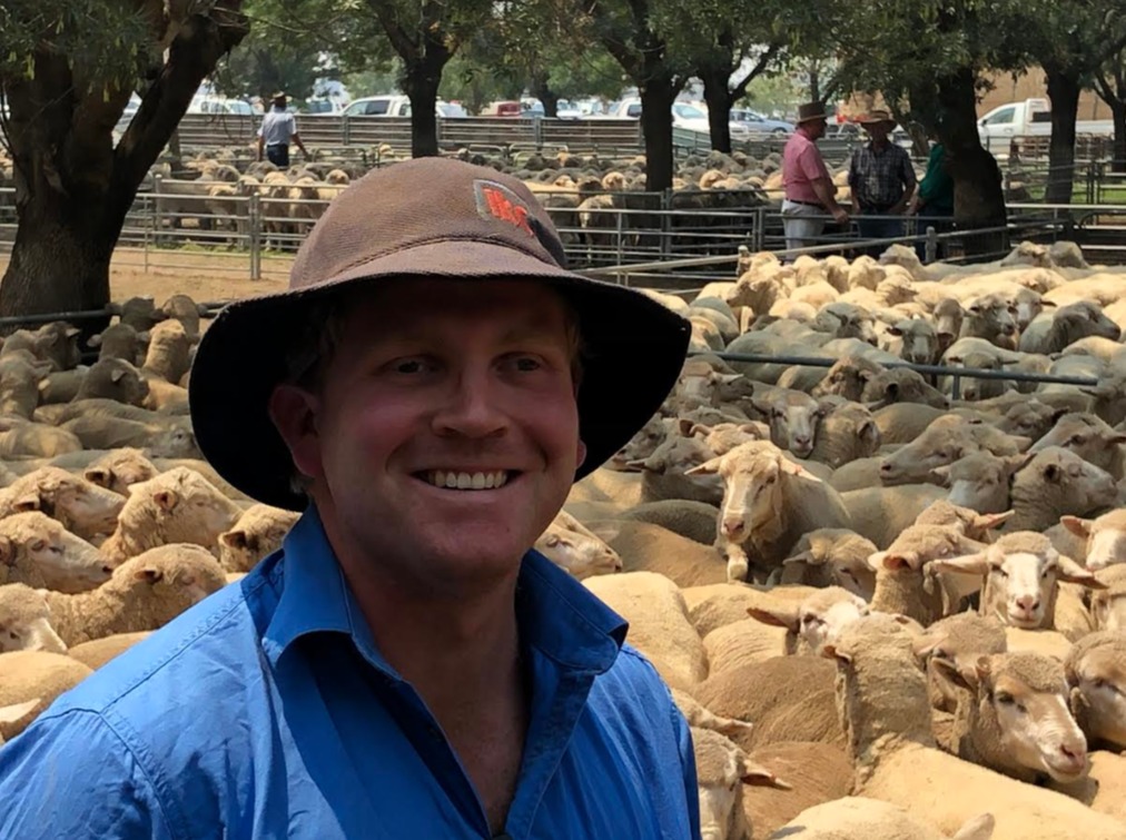 Deniliquin sheep sell solidly as punters wait on promised rain - Sheep ...