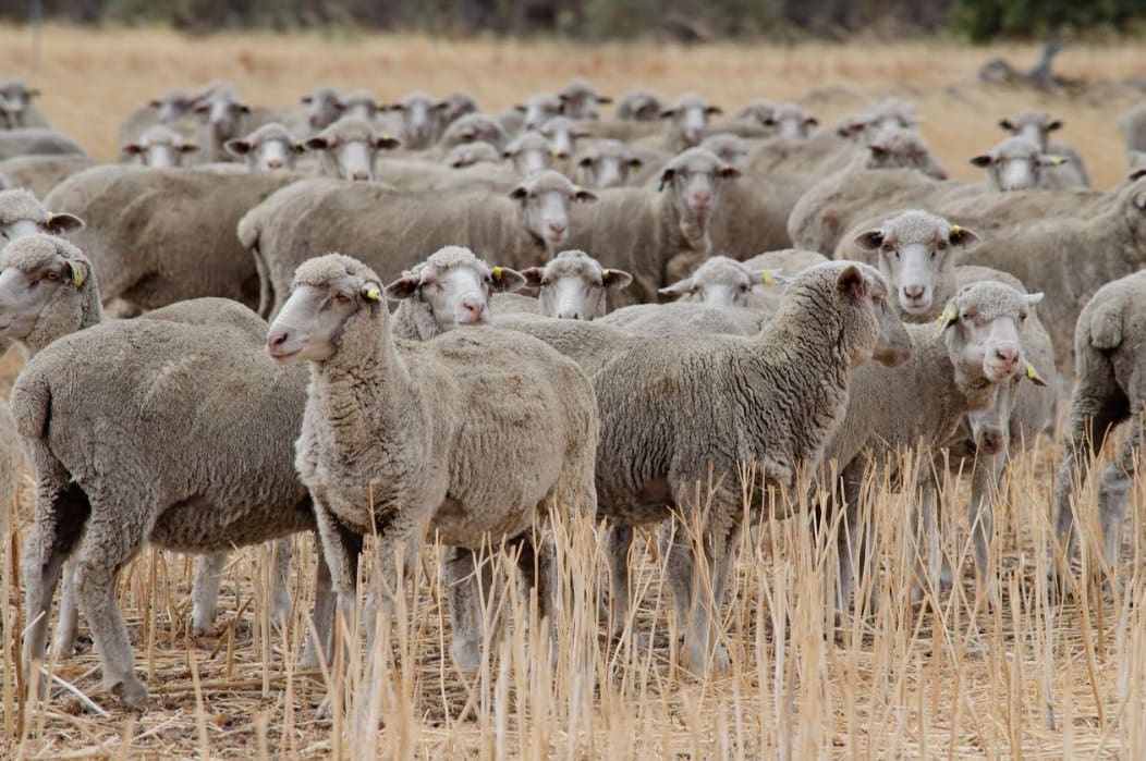 Australia's most worm-resistant Merino flock to be sold - Sheep Central