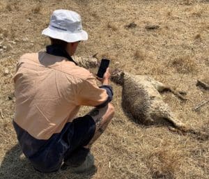 Victorian sheep producers try out new Phone A Vet app - Sheep Central