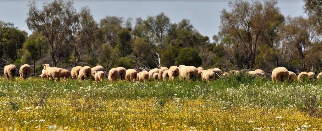 Western NSW landholders warned after toxic weeds kill sheep - Sheep Central Western NSW landholders warned after toxic weeds kill sheep - Sheep Central