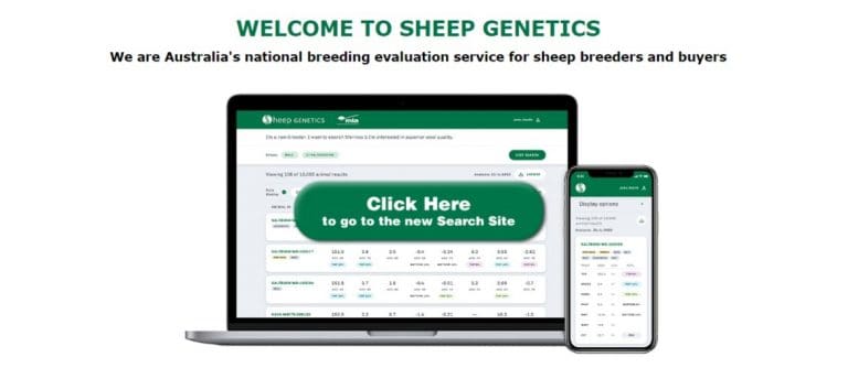 Record number of animals and genotypes in Sheep Genetics - Sheep Central