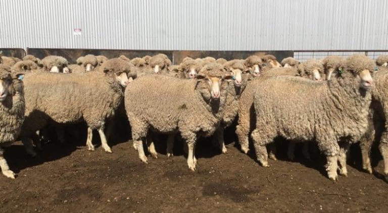 Ewe breeder prices: What’s the best buy? - Sheep Central