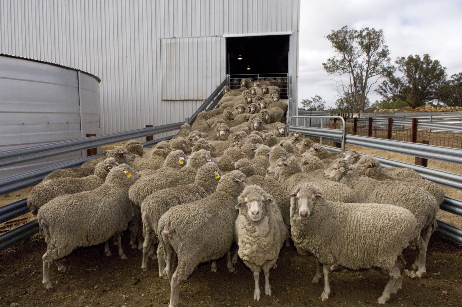 Take action to head off flystrike risks - Sheep Central
