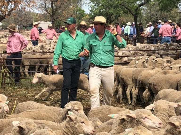 Strong demand expected for Merinos in good fettle at Hay - Sheep Central