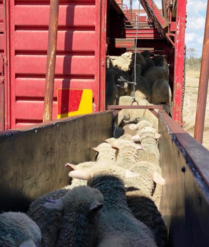 Rain brings Broken Hill sheep home from agistment - Sheep Central
