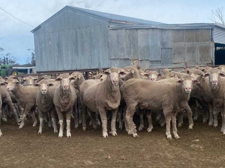 AuctionsPlus sheep and lamb clearances stay strong with prices - Sheep ...