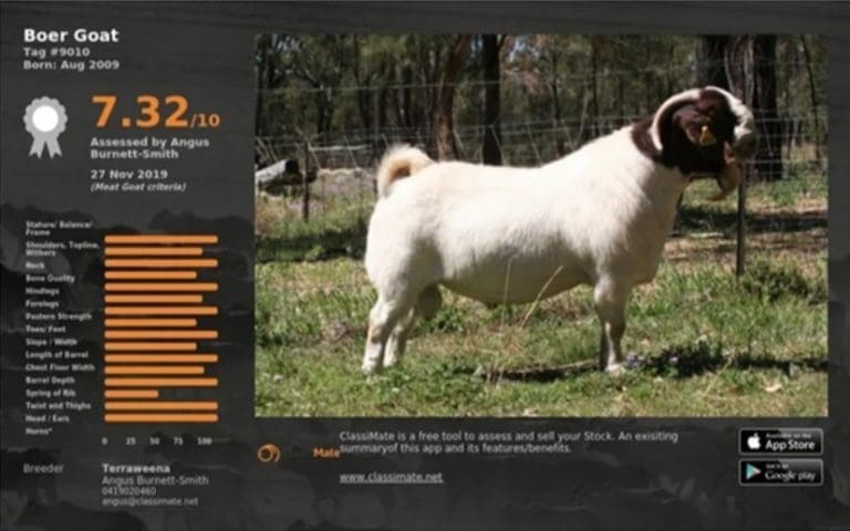 Goat breeders needed to test new assessment app - Sheep Central