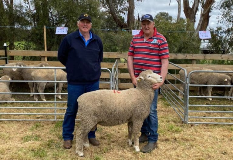 Corriedale rams head for carcase and wool duties - Sheep Central