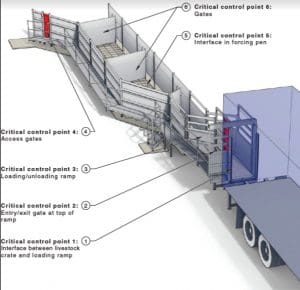 Livestock carriers urge loading ramp assessments - Sheep Central
