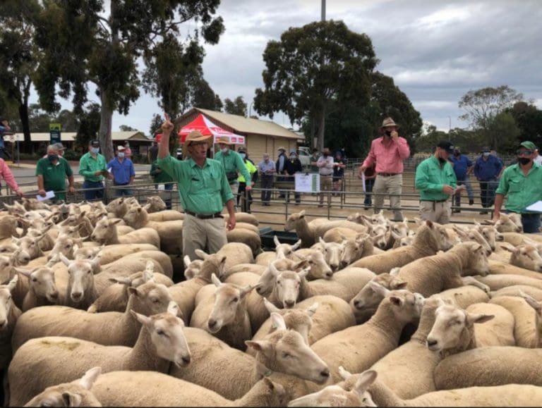 Bendigo first cross ewe prices soar to $446, ewe lambs to $400 - Sheep ...