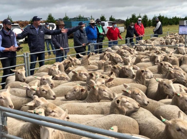 Edenhope first cross ewes hit record $426, ewe lambs to $356 - Sheep ...