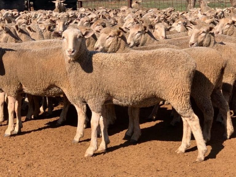 Strong demand for crossbred and Merino ewes continues - Sheep Central