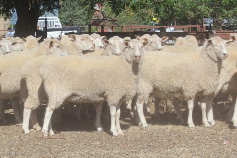 Joined Australian White ewe lambs sell for $527 on AuctionsPlus - Sheep ...