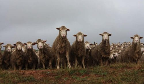 Wet Sheep Image Awi Sheep Central