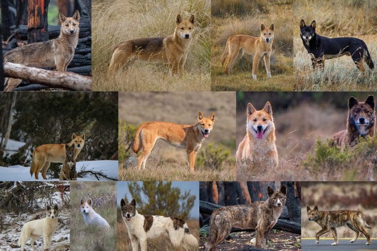 Dingo colour research will not affect wild dog control - Sheep Central