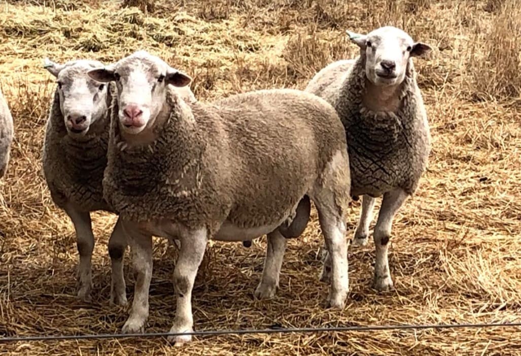 Low crossbred wool returns spark breeding direction questions - Sheep ...