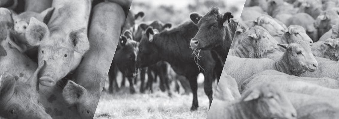 Australian meat processors back RSPCA welfare standards call - Sheep ...