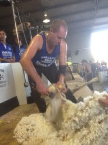 SafeWork NSW has 'failed' on shearing shed safety issue - SCAA - Sheep ...