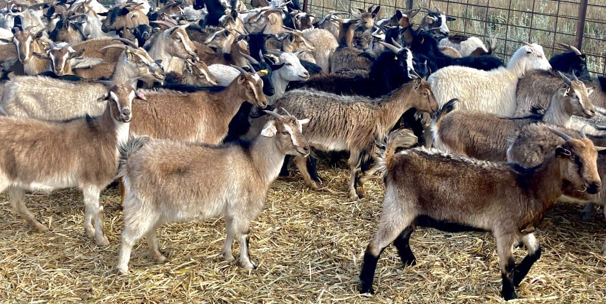 Boer cross goats in demand in AuctionsPlus sale - Sheep Central