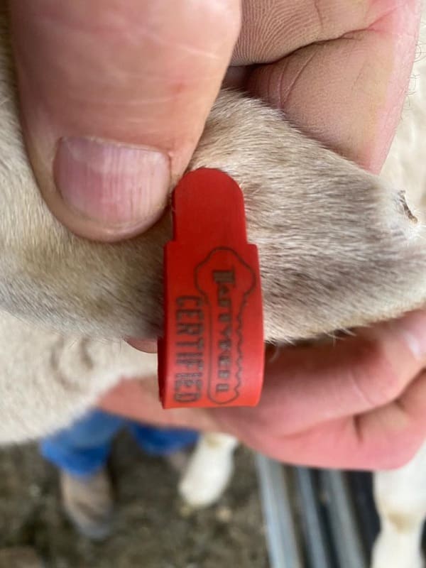 Tattykeel Certified red tags work for record $988 Aussie White ewes ...