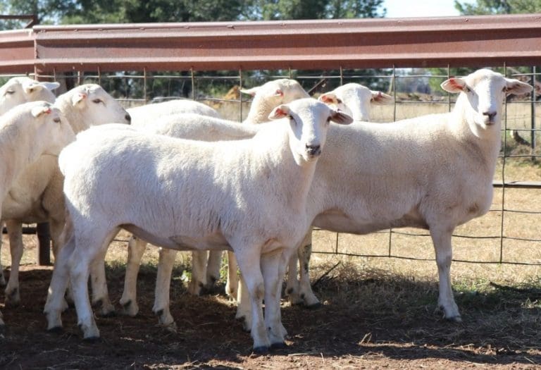 Tattykeel Certified red tags work for record $988 Aussie White ewes ...