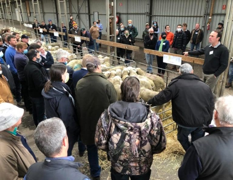 No turning back from Nudies to wool for the Mitchells - Sheep Central