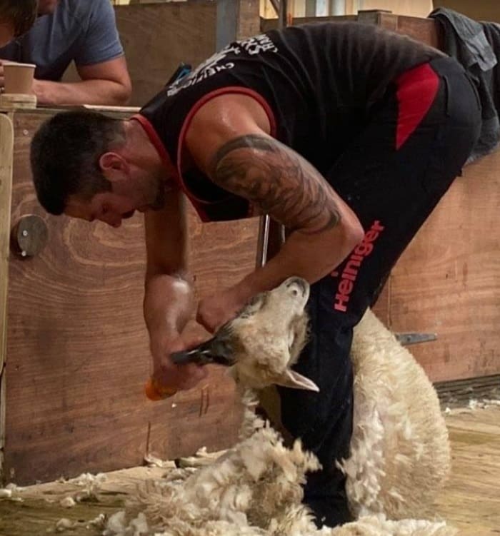British shearer to make second world record attempt - Sheep Central