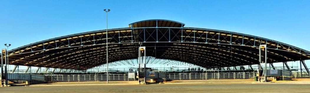 Forbes lamb prices lift on quality and numbers - Sheep Central