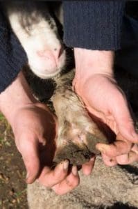 Footrot checks extended to feedlot lambs in WA - Sheep Central