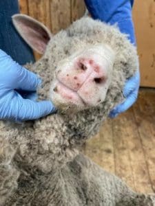 Victorian sheep vet raises scabby mouth outbreak alert - Sheep Central
